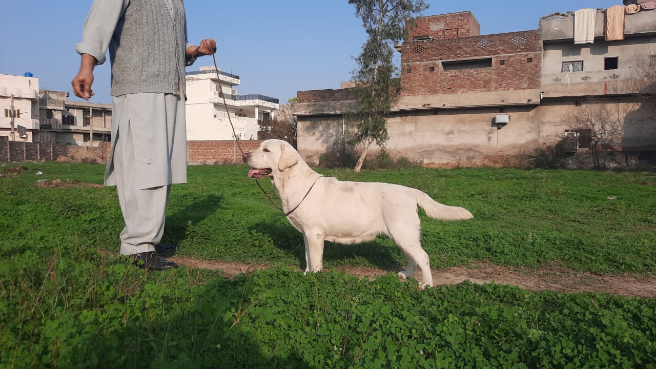 Rachna's Barbie's Basic Data - KCP